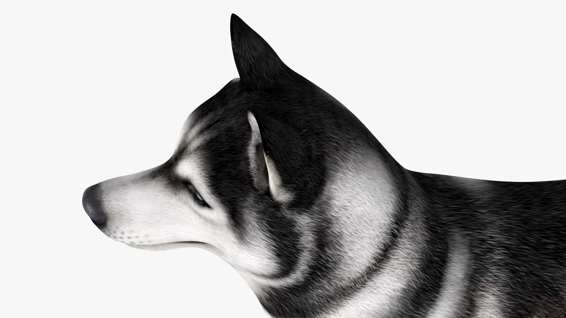 3D Siberian Husky With Muzzle Model - TurboSquid 2264873