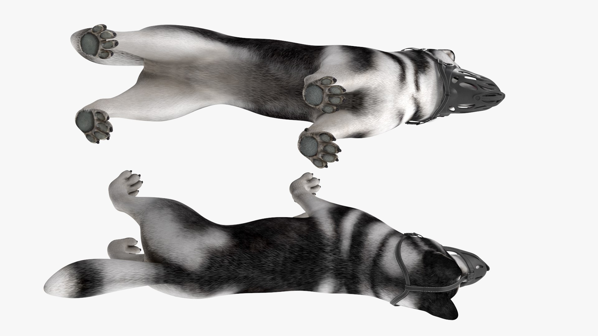 3D Siberian Husky With Muzzle Model - TurboSquid 2264873