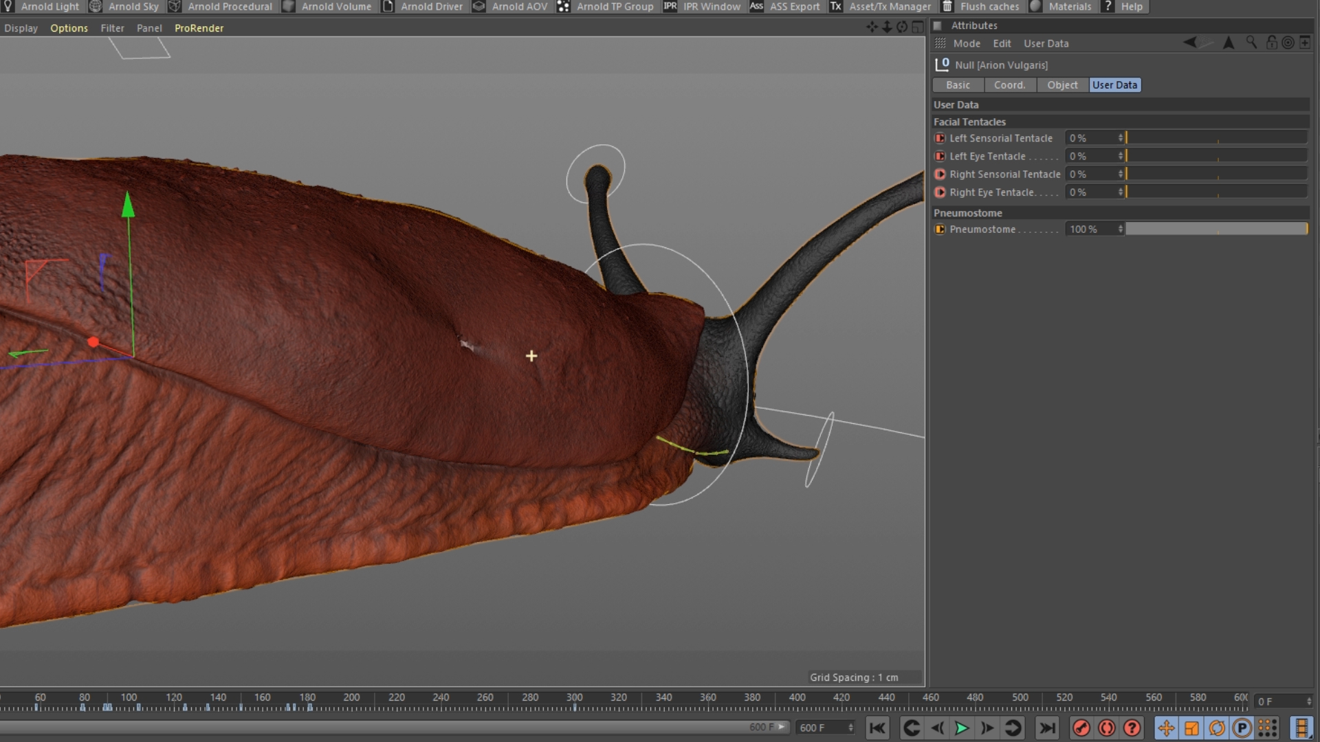 Arion Vulgaris Model - TurboSquid 1324042