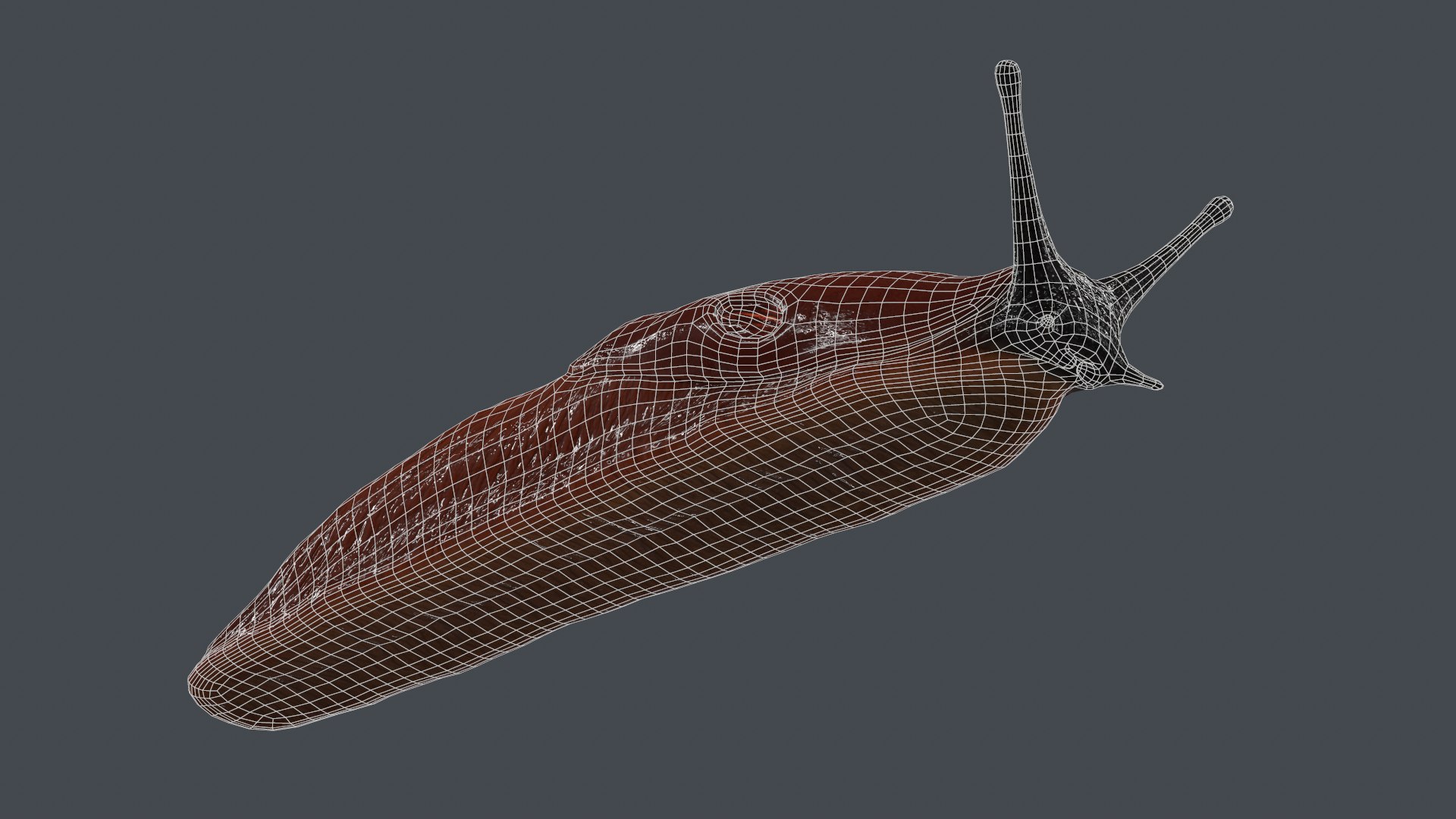 Arion Vulgaris Model - TurboSquid 1324042