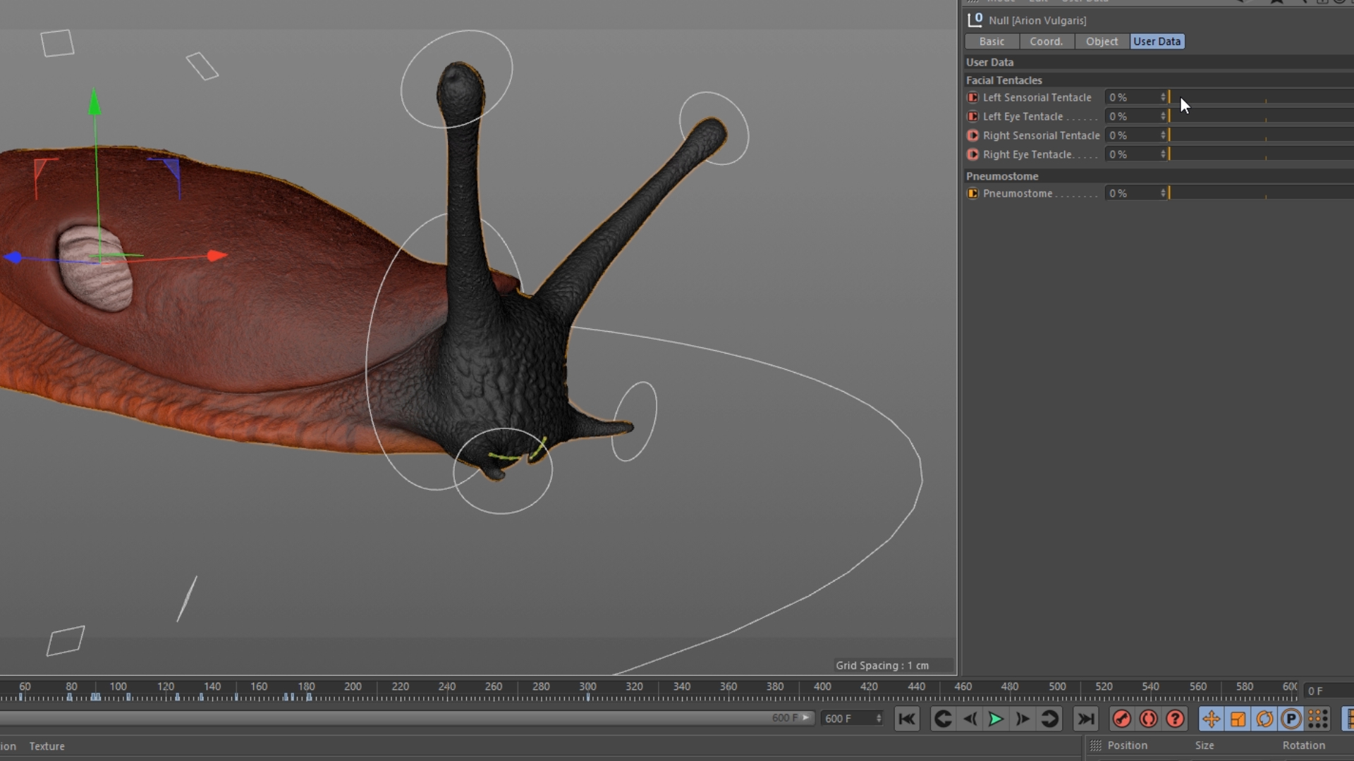 Arion vulgaris model - TurboSquid 1324042