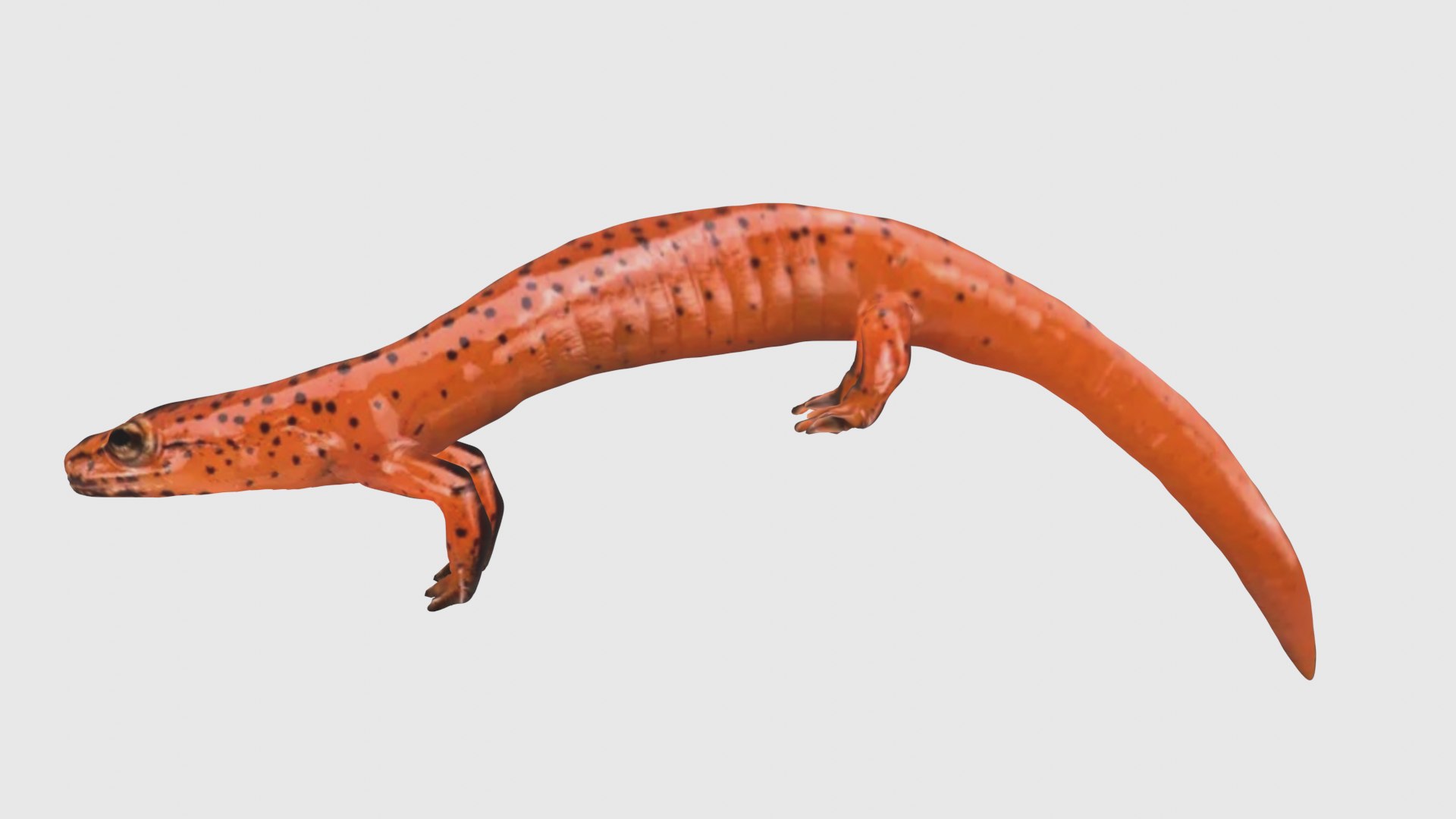 Low Poly Salamander Rigged With Realistic Texture 3D - TurboSquid 1875569
