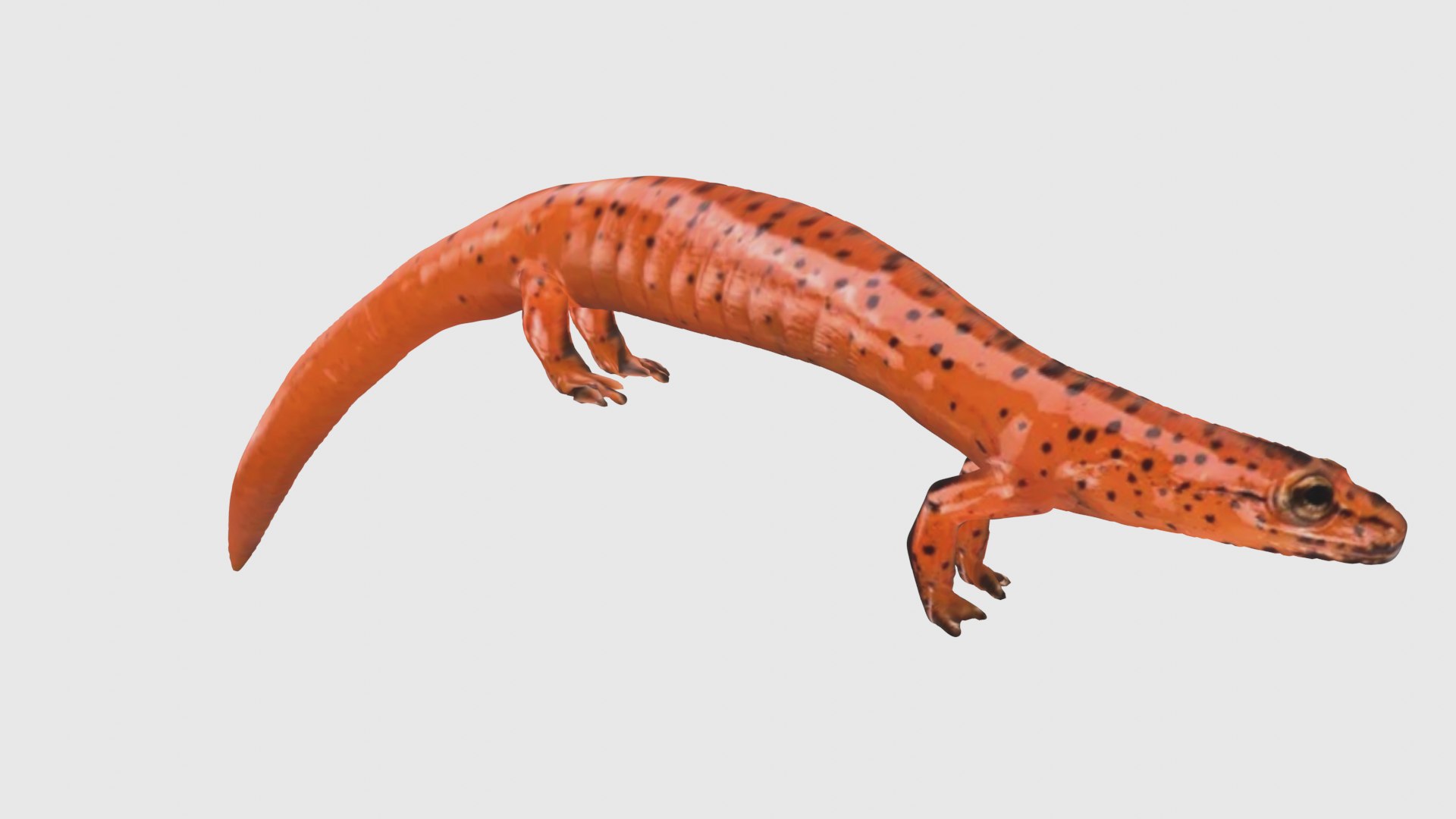 Low Poly Salamander Rigged With Realistic Texture 3D - TurboSquid 1875569