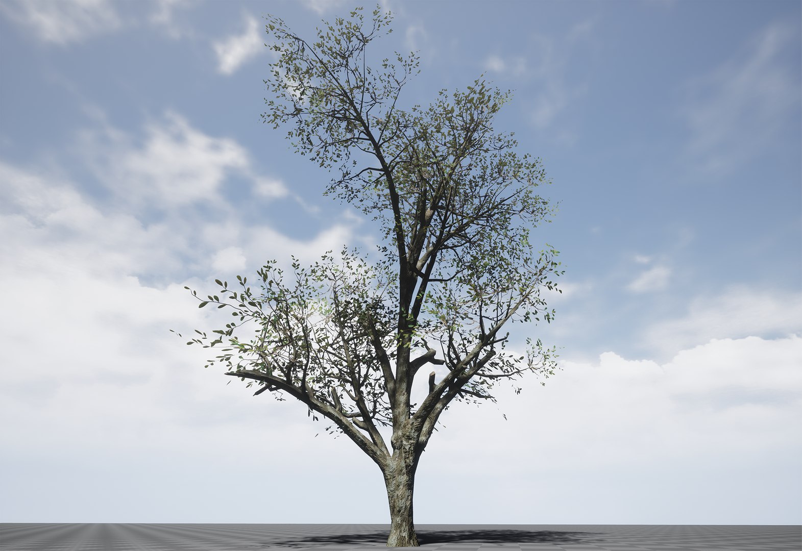 Broadleaf 001 3D Model - TurboSquid 1730078