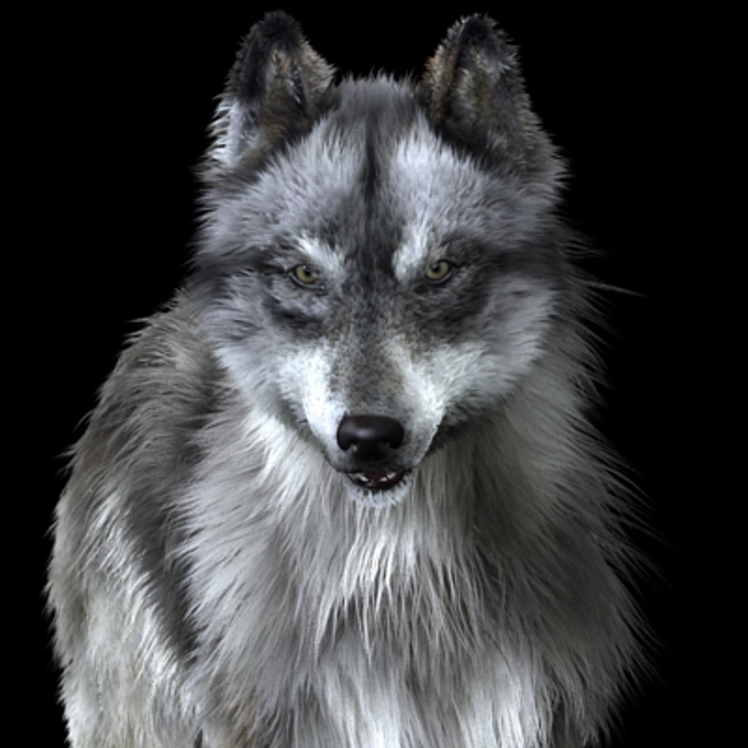 Photorealistic Wolf Canis Animation 3d Model