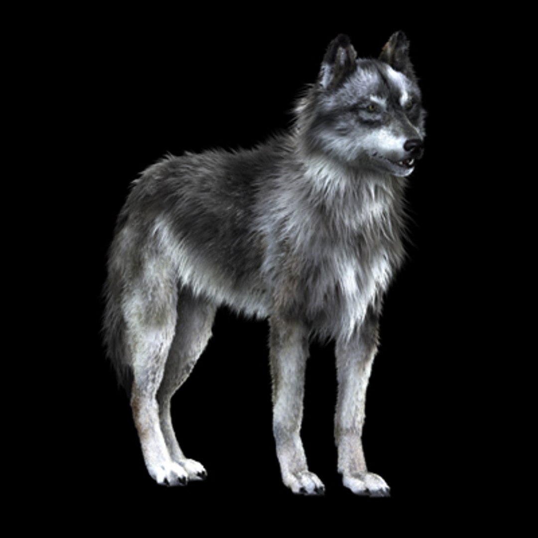 Photorealistic Wolf Canis Animation 3d Model