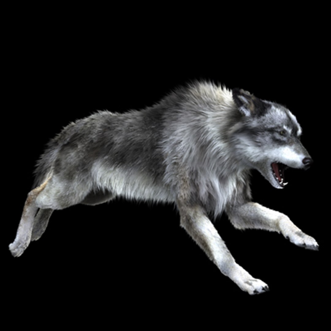 Photorealistic Wolf Canis Animation 3d Model