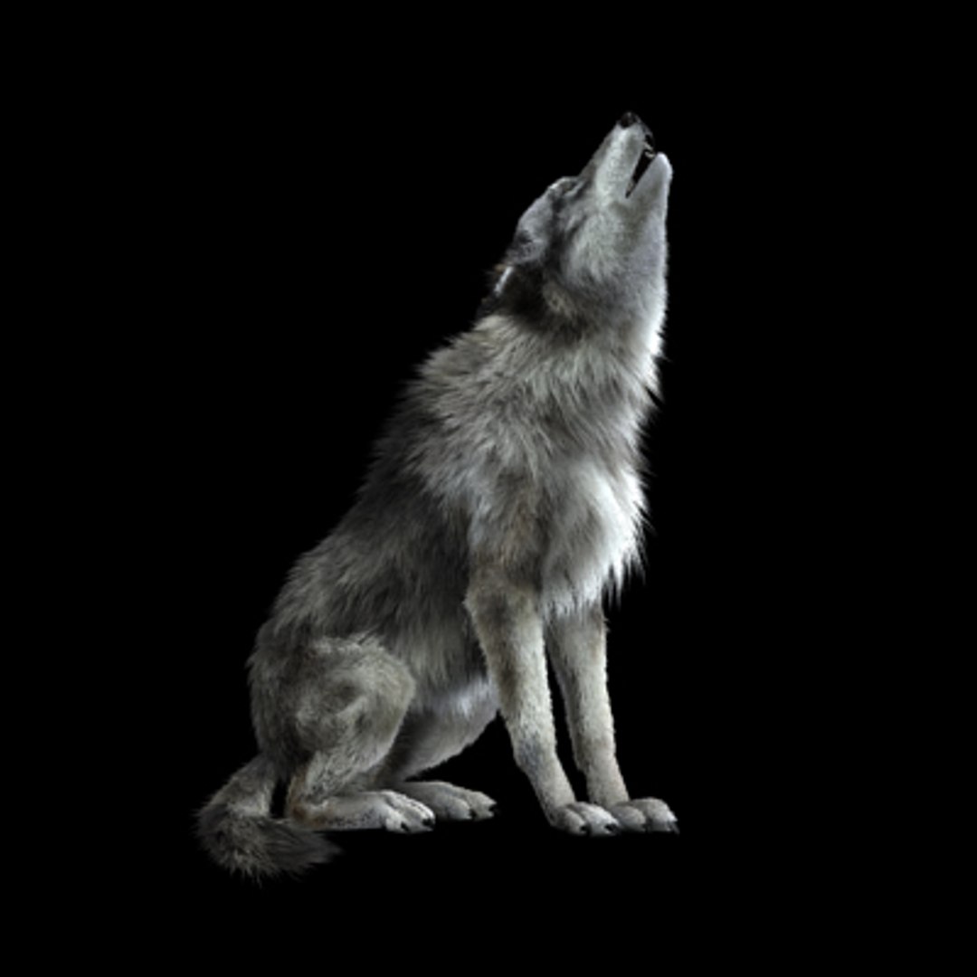 Photorealistic Wolf Canis Animation 3d Model