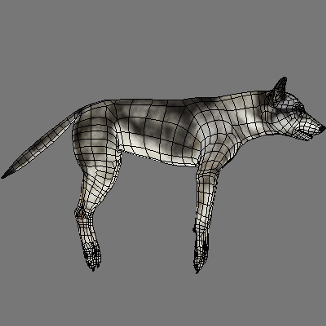 Photorealistic Wolf Canis Animation 3d Model