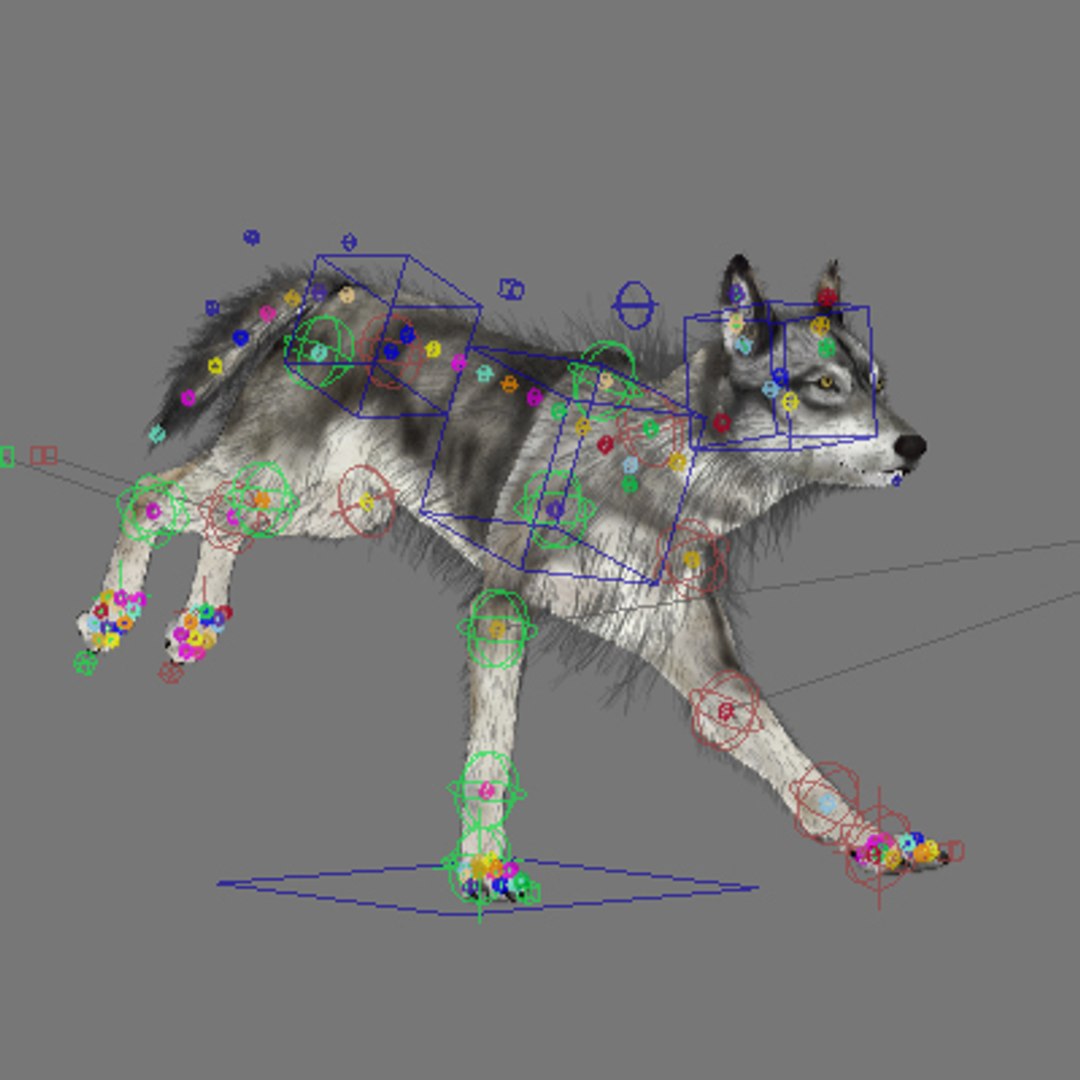 Photorealistic Wolf Canis Animation 3d Model