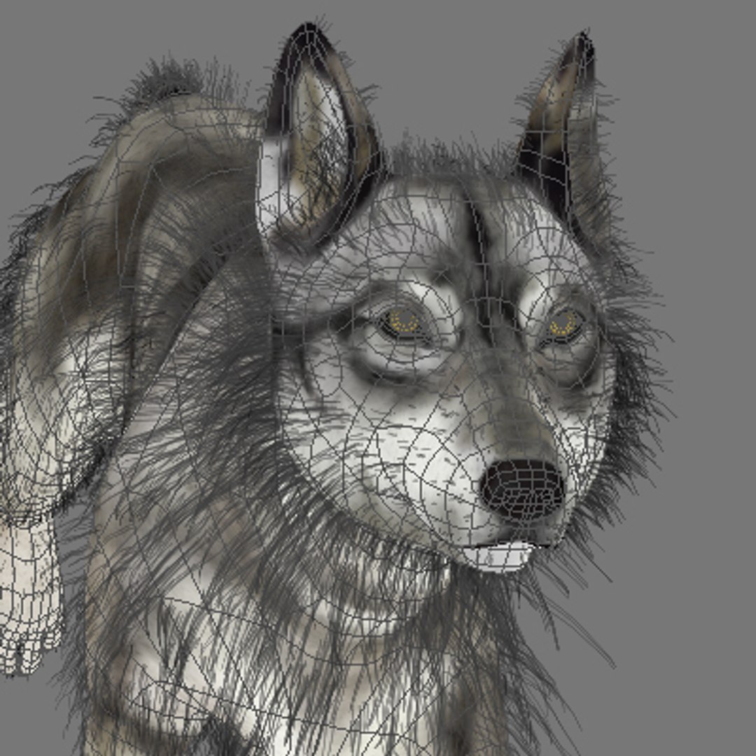 Photorealistic Wolf Canis Animation 3d Model