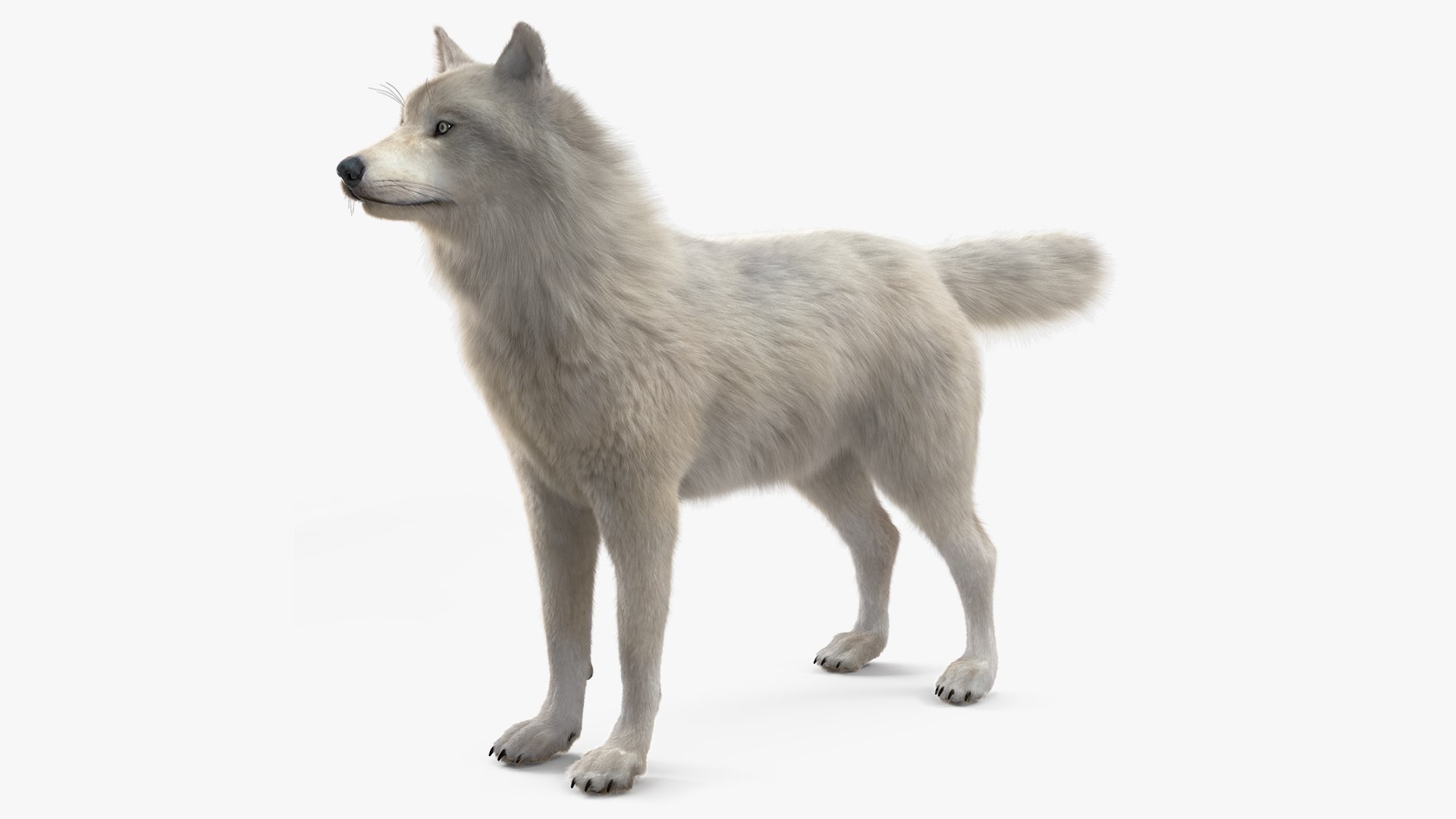 3D Polar Wolf Fur For Cinema 4D - TurboSquid 2397075