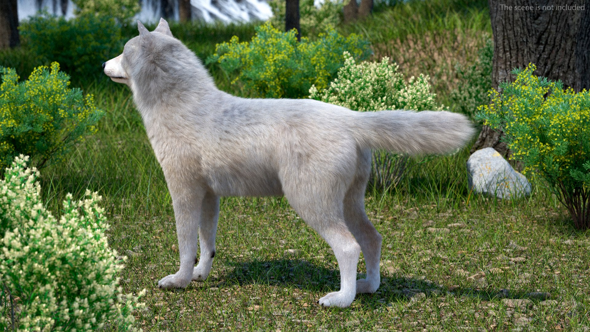 3D Polar Wolf Fur For Cinema 4D - TurboSquid 2397075