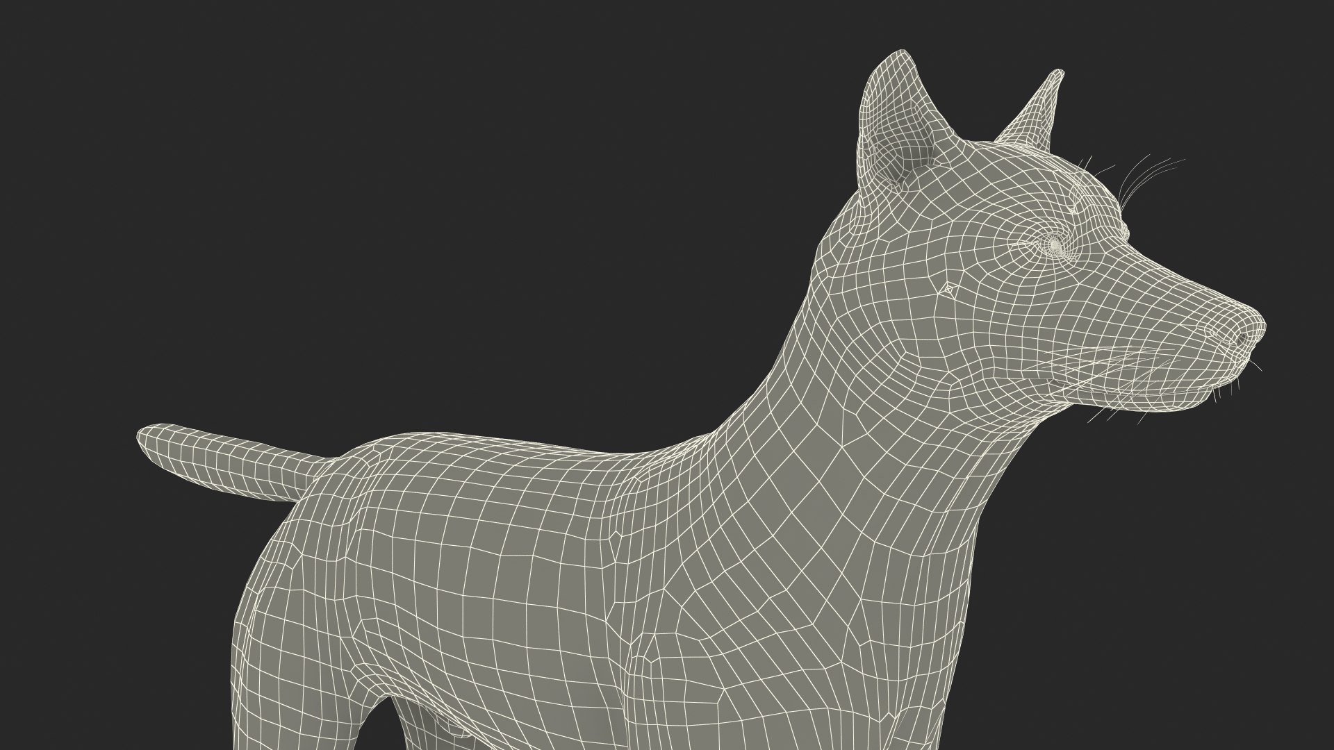 3D Polar Wolf Fur For Cinema 4D - TurboSquid 2397075