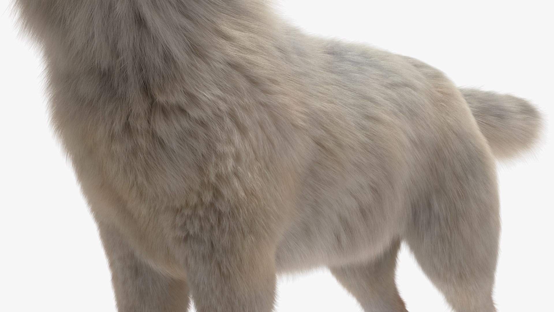 3D Polar Wolf Fur For Cinema 4D - TurboSquid 2397075