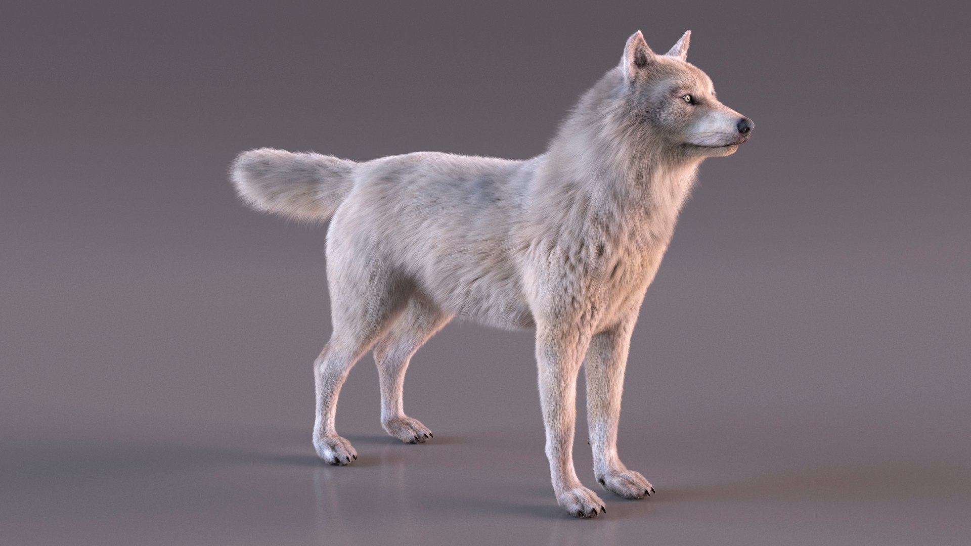 3D Polar Wolf Fur For Cinema 4D - TurboSquid 2397075
