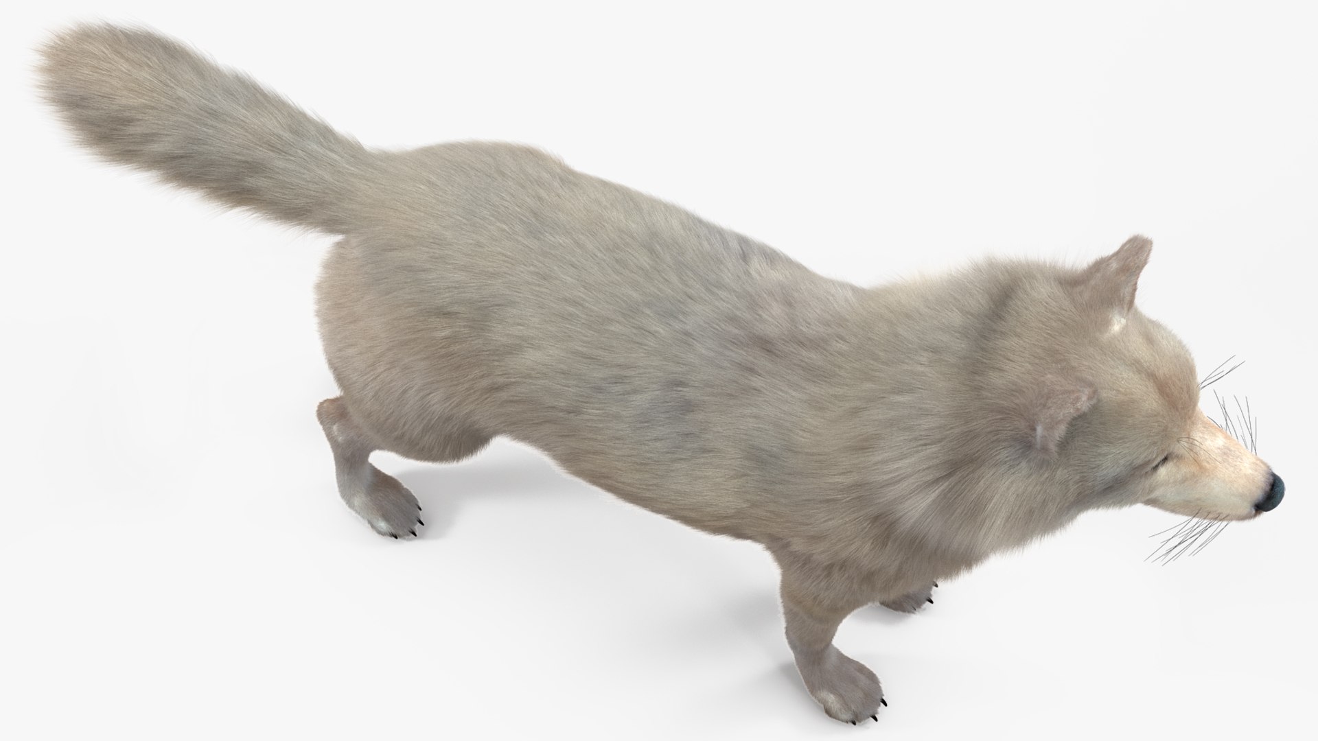 3D Polar Wolf Fur For Cinema 4D - TurboSquid 2397075