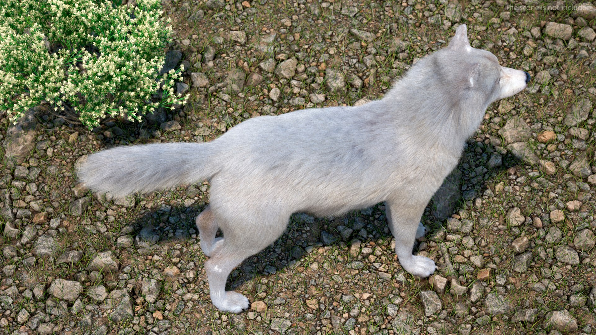 3D Polar Wolf Fur For Cinema 4D - TurboSquid 2397075