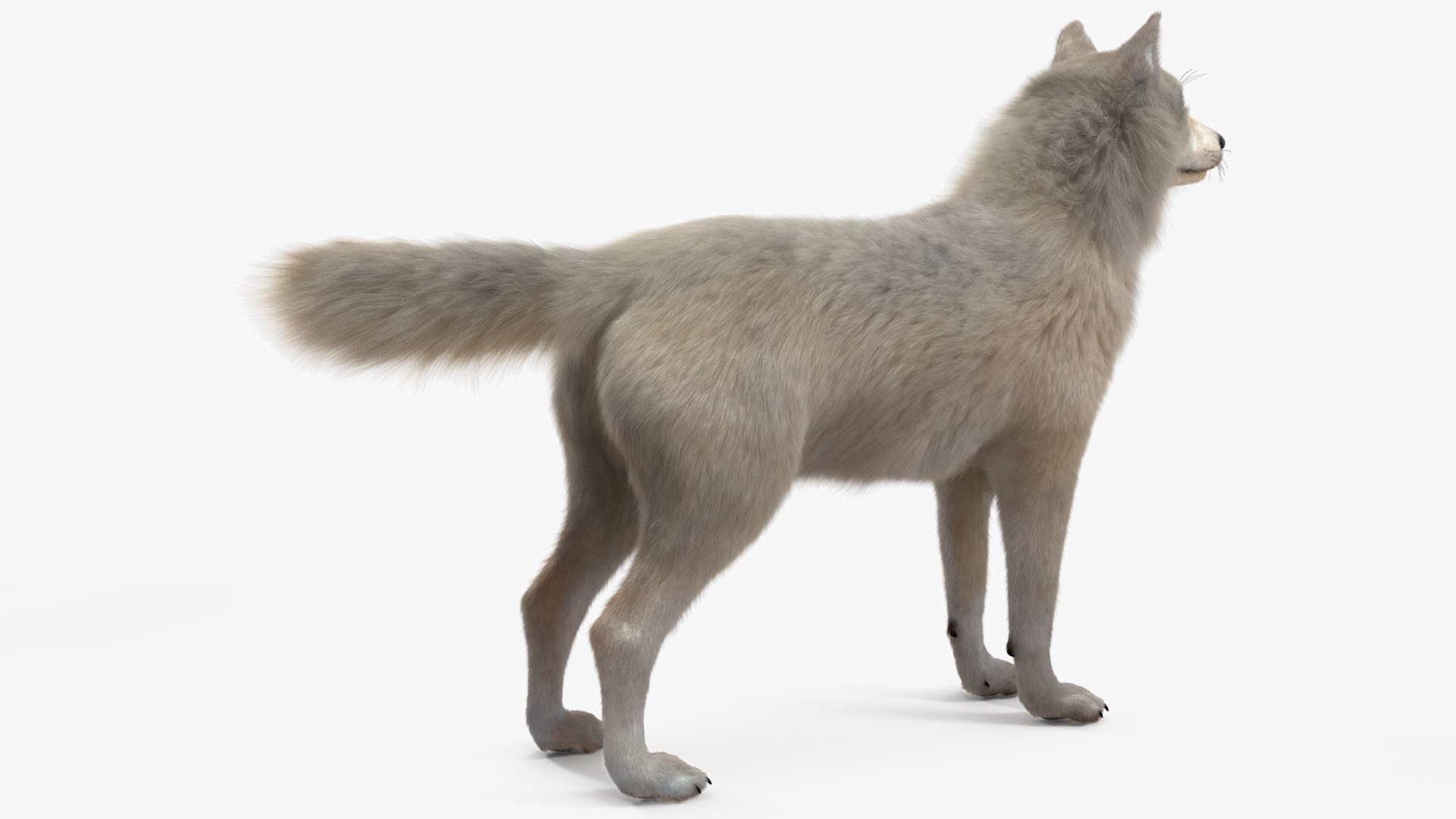 3D Polar Wolf Fur For Cinema 4D - TurboSquid 2397075