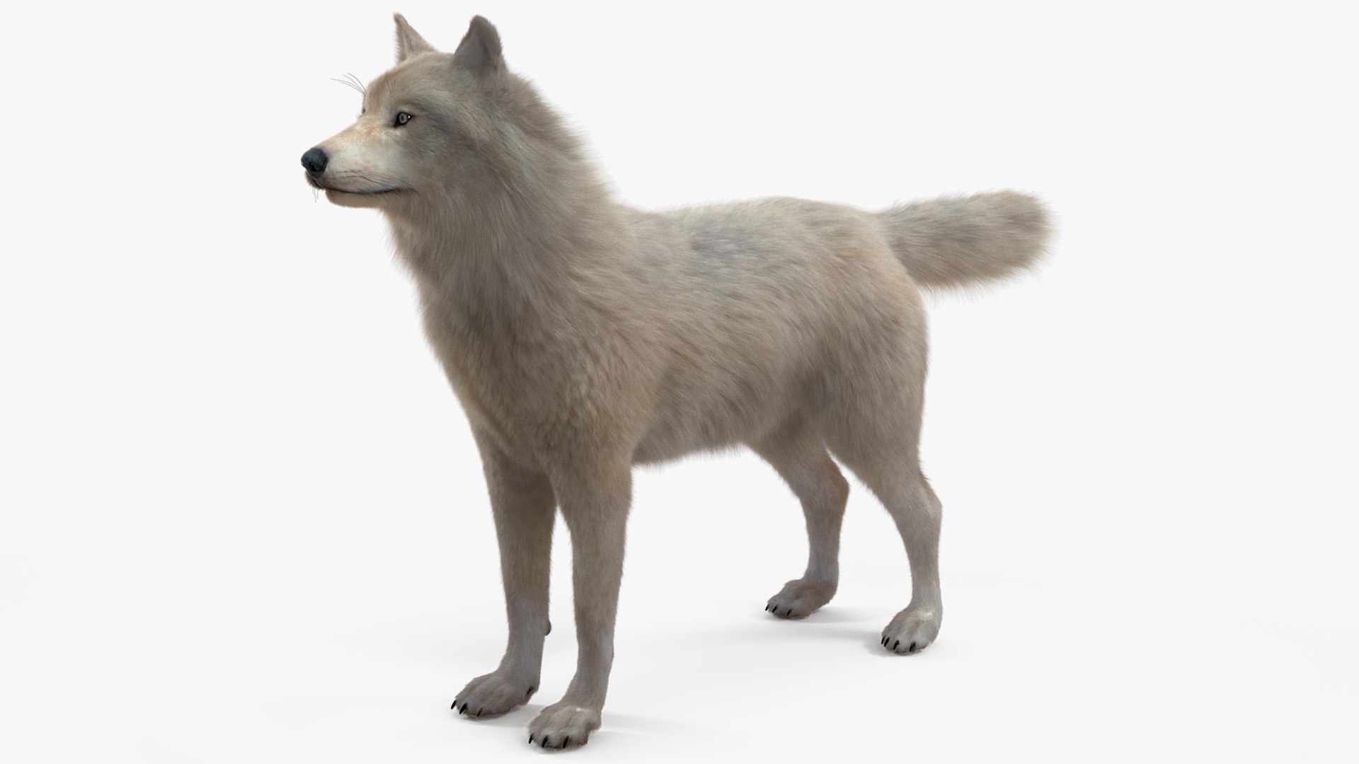 3D Polar Wolf Fur For Cinema 4D - TurboSquid 2397075