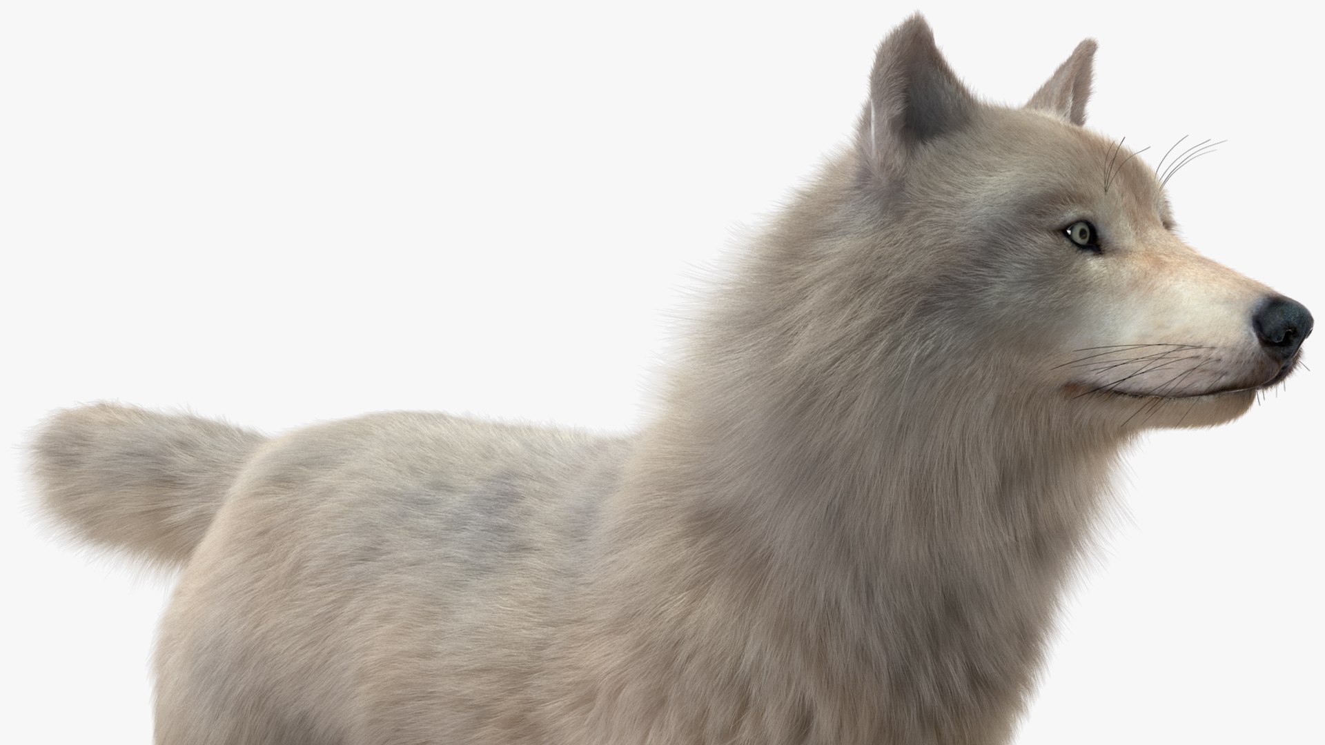 3D Polar Wolf Fur For Cinema 4D - TurboSquid 2397075