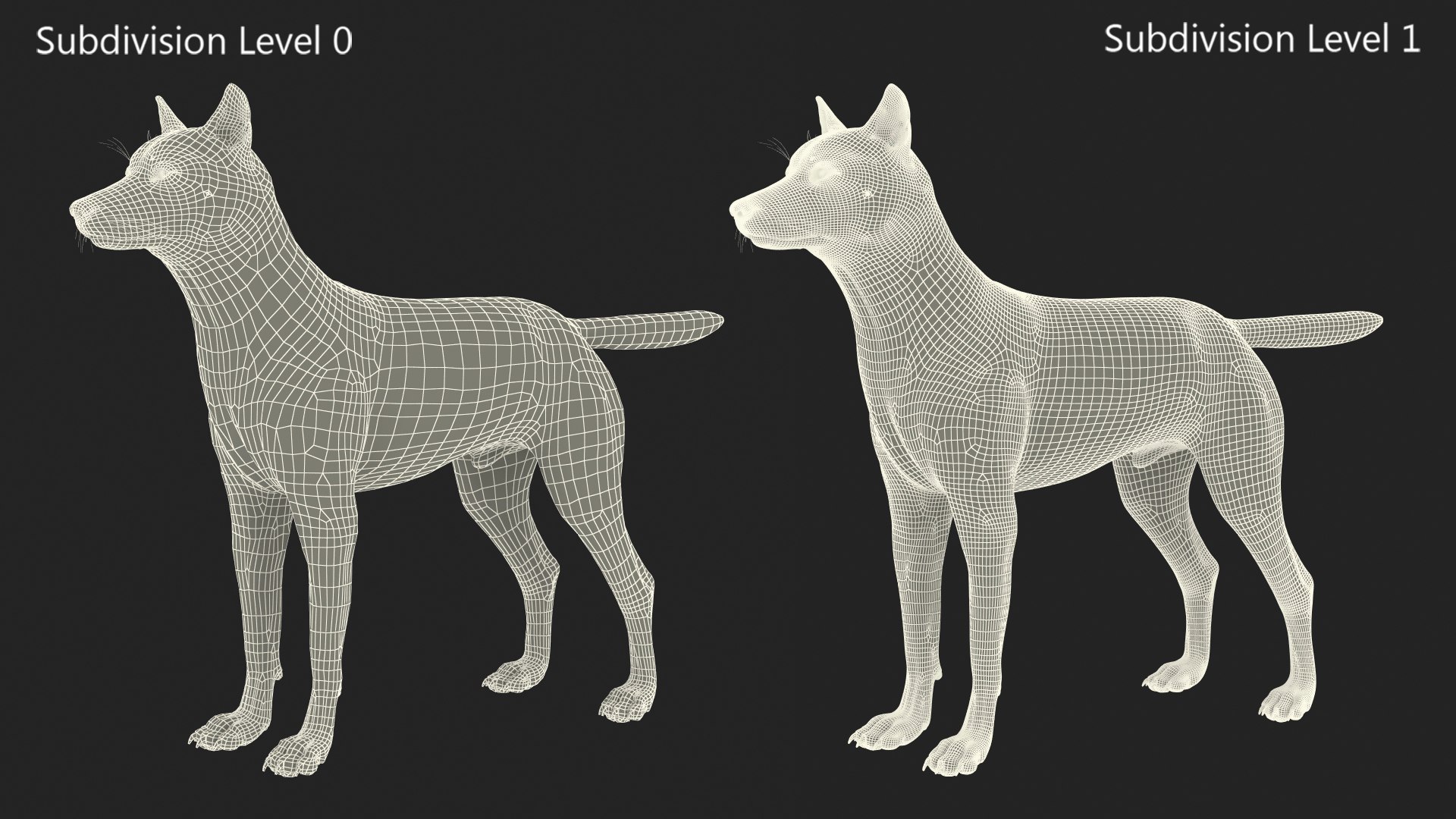 3D Polar Wolf Fur For Cinema 4D - TurboSquid 2397075