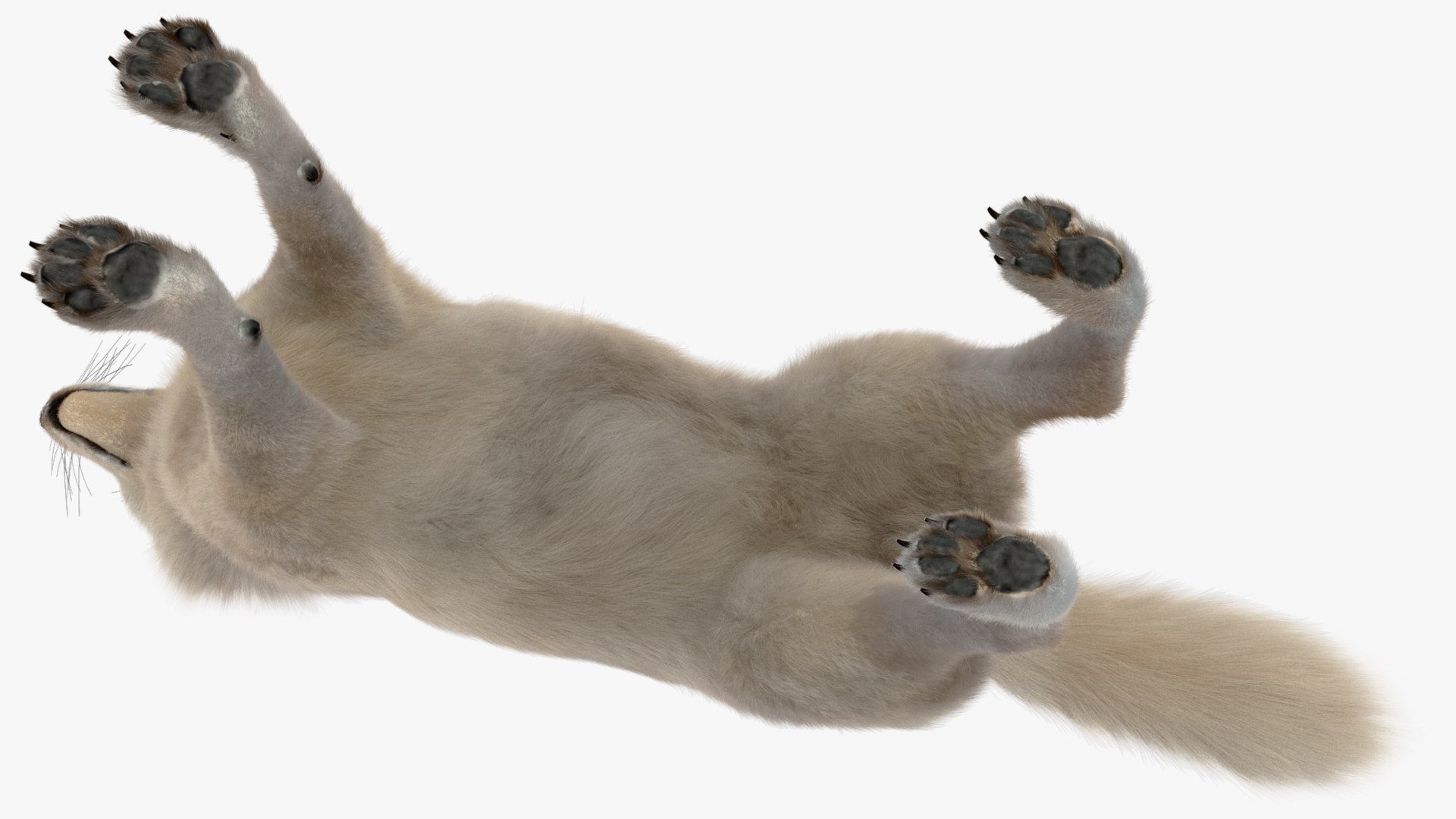 3D Polar Wolf Fur For Cinema 4D - TurboSquid 2397075