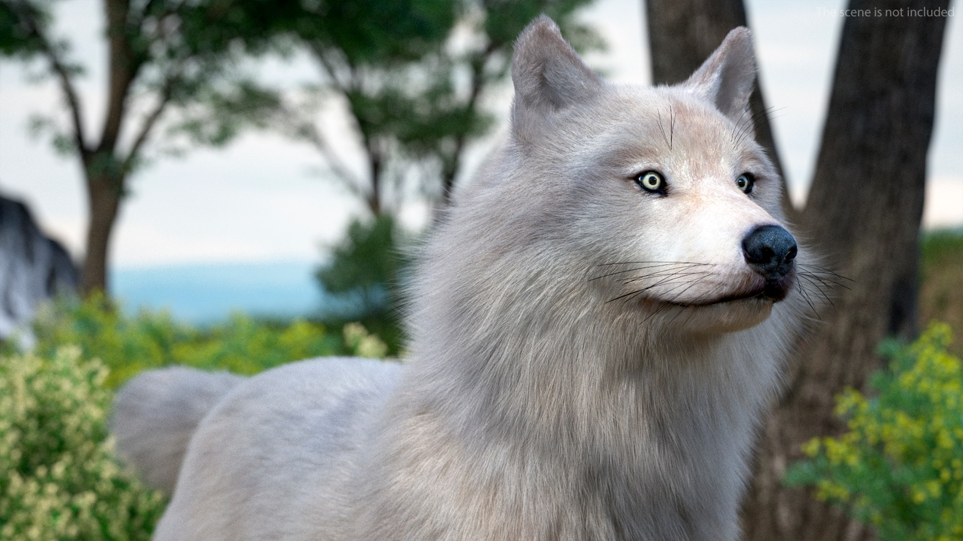 3D Polar Wolf Fur For Cinema 4D - TurboSquid 2397075