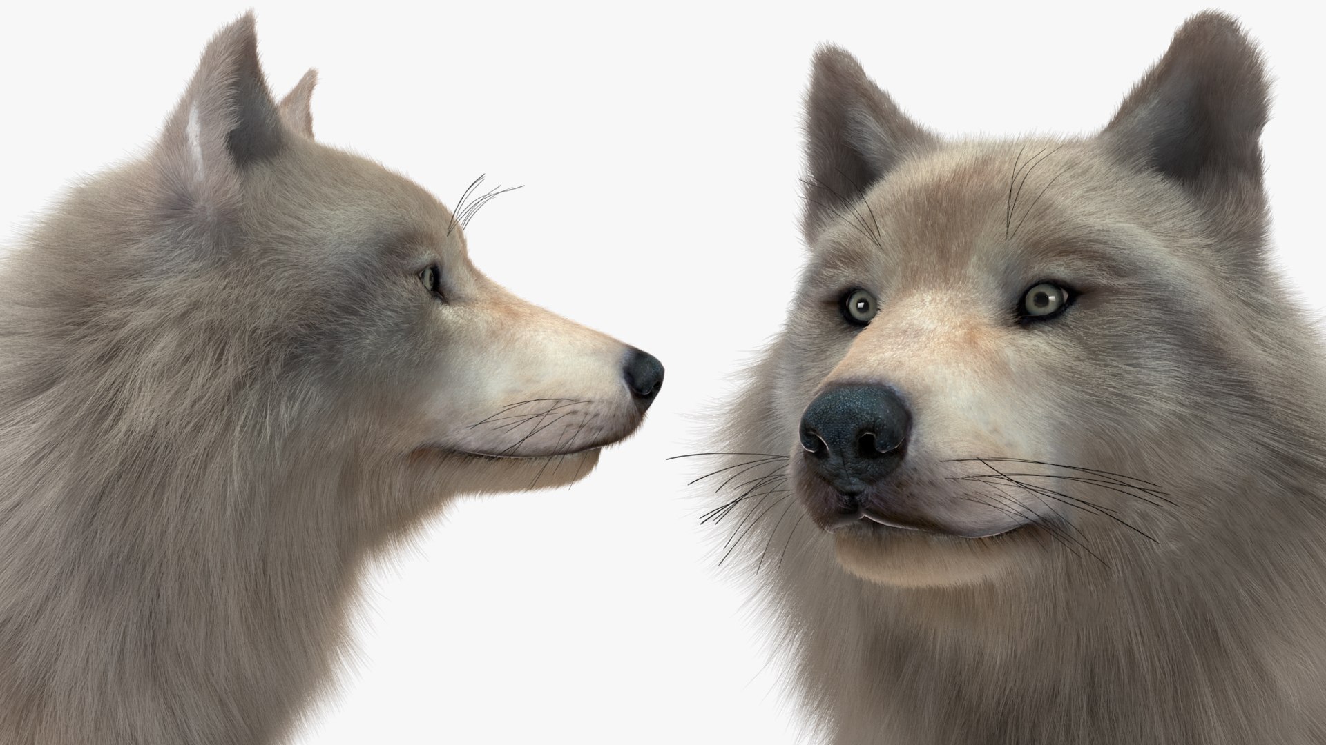 3D Polar Wolf Fur For Cinema 4D - TurboSquid 2397075