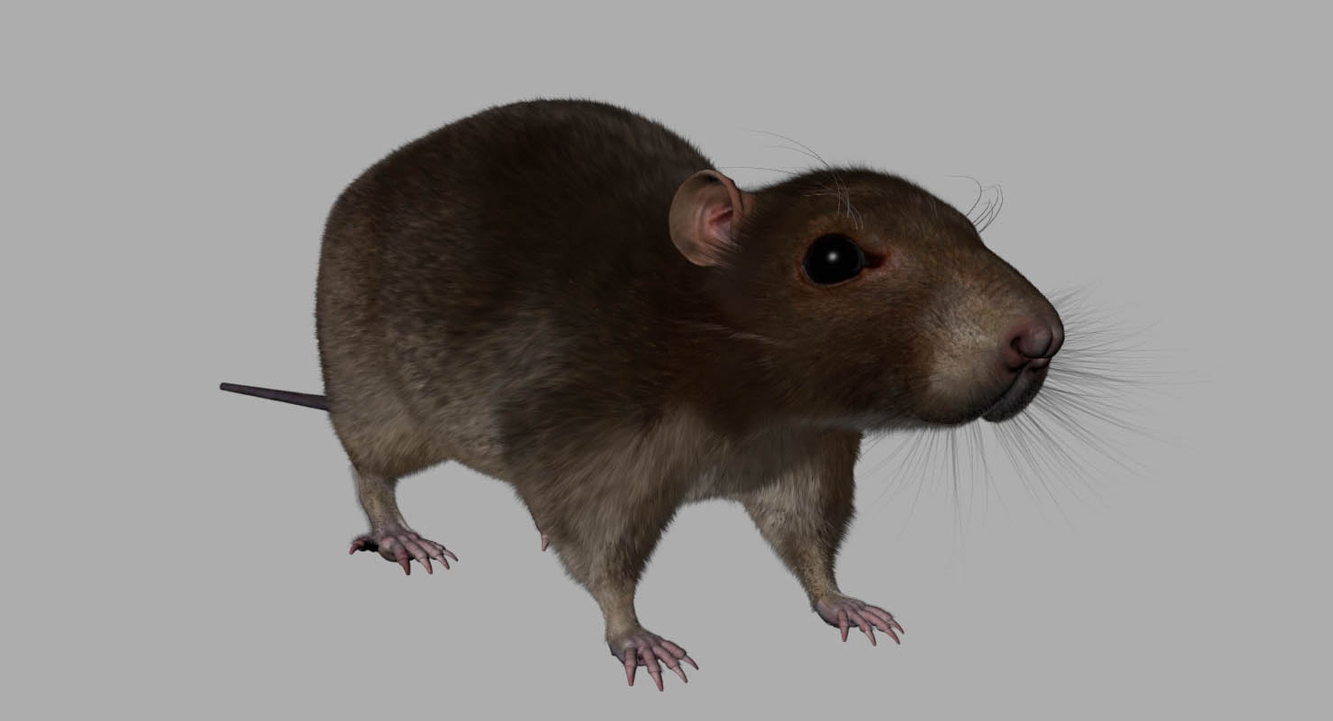 Rat 3D Model - TurboSquid 1434686