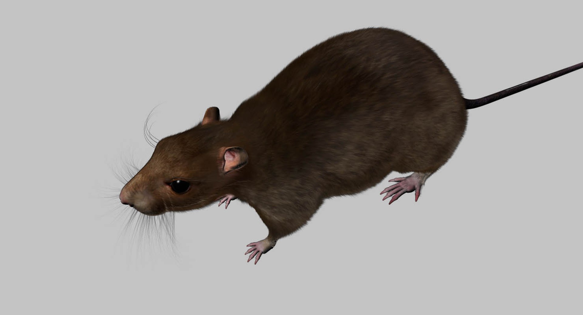 Rat 3D Model - TurboSquid 1434686