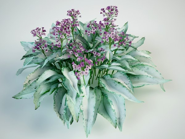 3D pulmonaria hybrid - TurboSquid 1387387