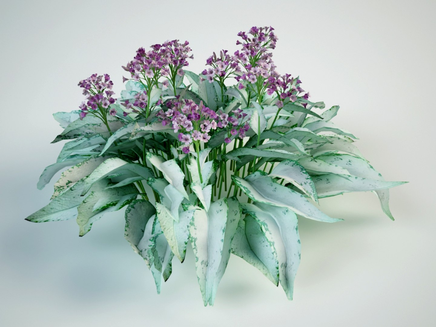 3D pulmonaria hybrid - TurboSquid 1387387