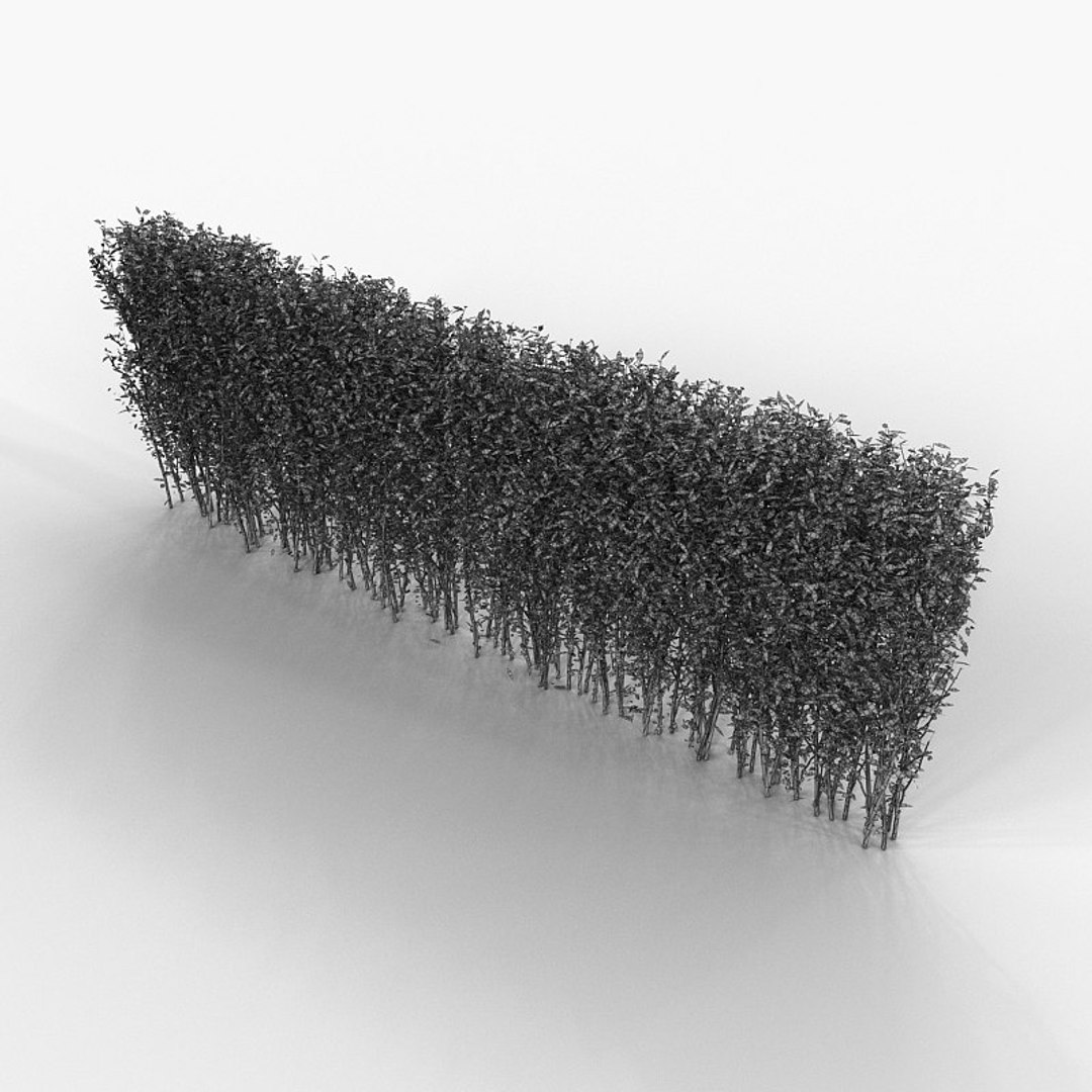 Hedge 3d Max