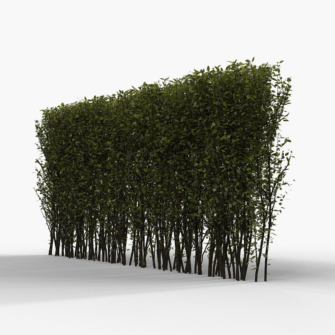 Hedge 3d Max
