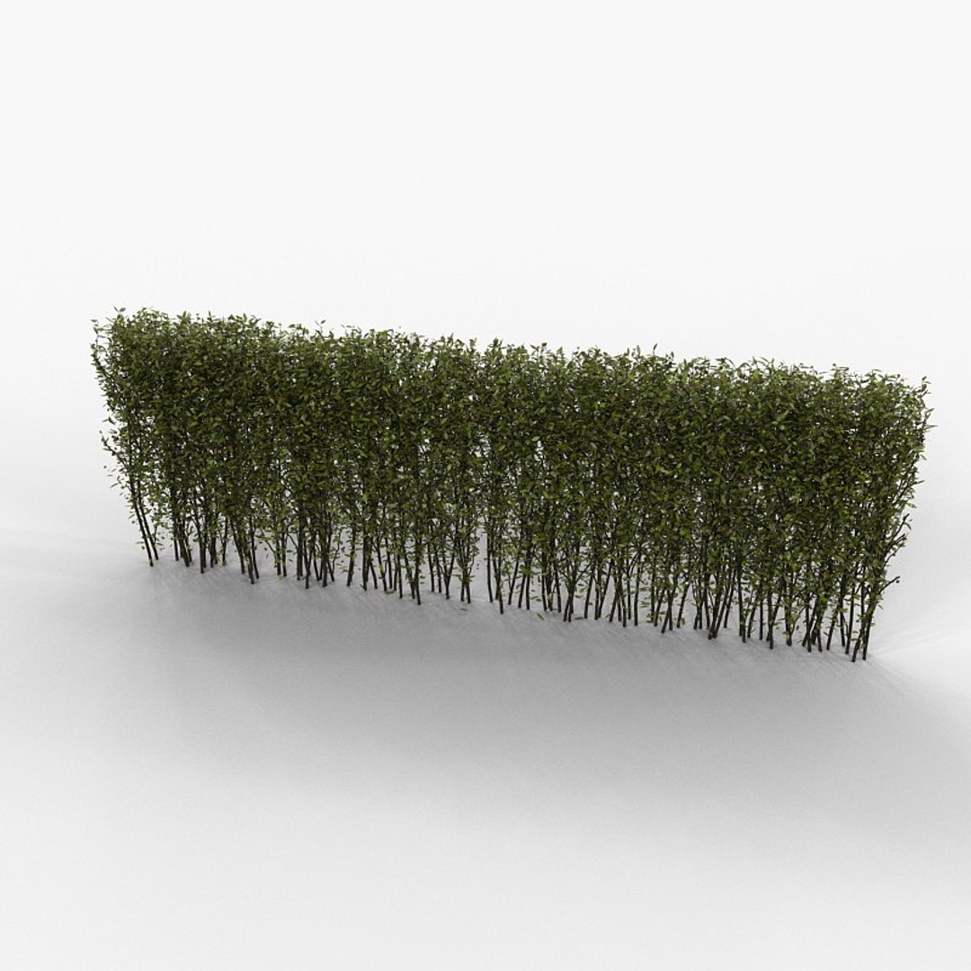 Hedge 3d Max