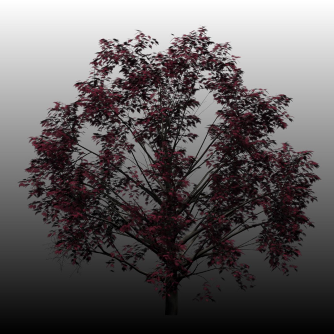 3d model red maple trees