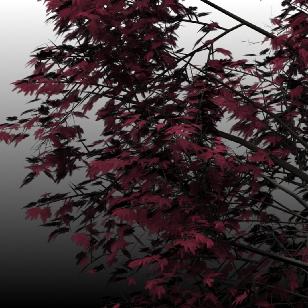 3d model red maple trees