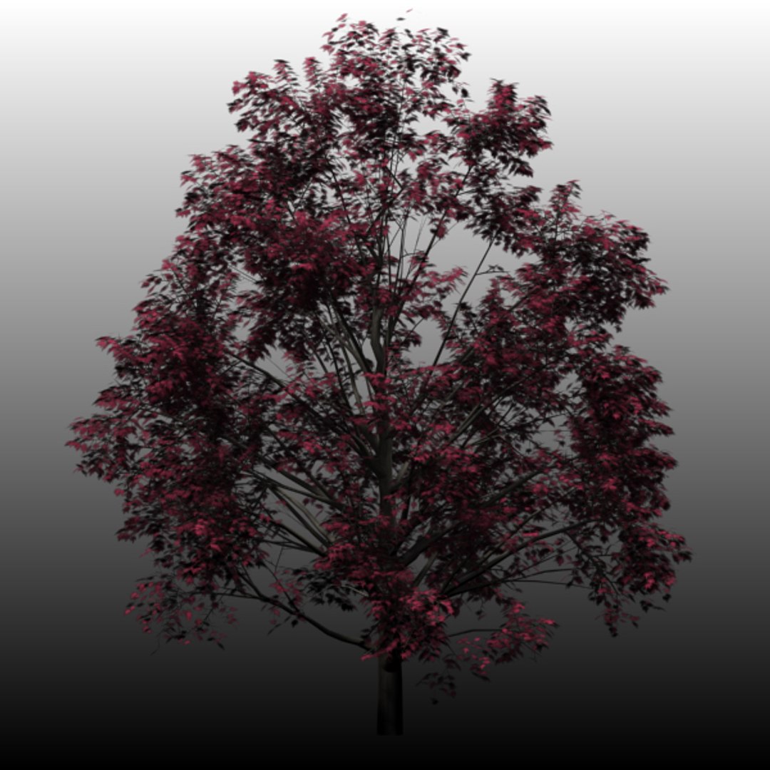 3d model red maple trees