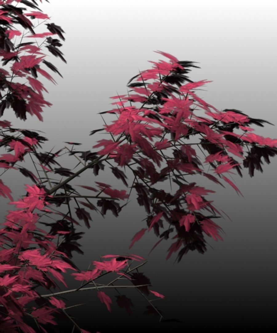 3d model red maple trees