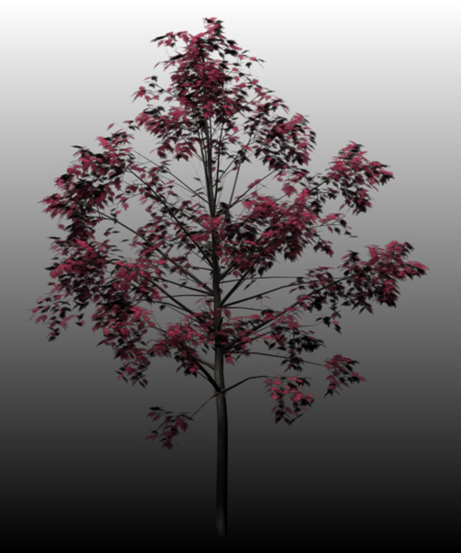 3d model red maple trees