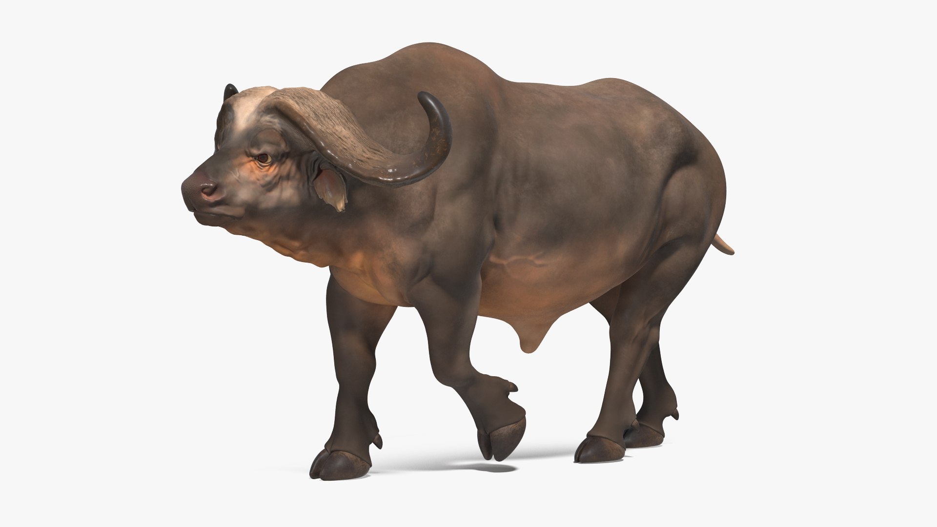 3D Model African Buffalo Walking Pose - TurboSquid 1560659