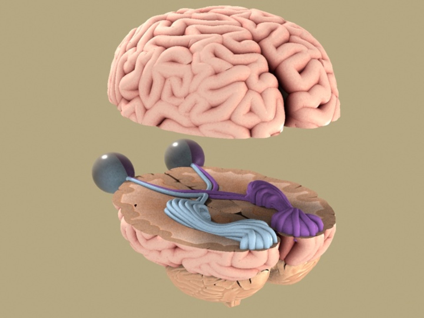 Human Brain Eyes 3d Model