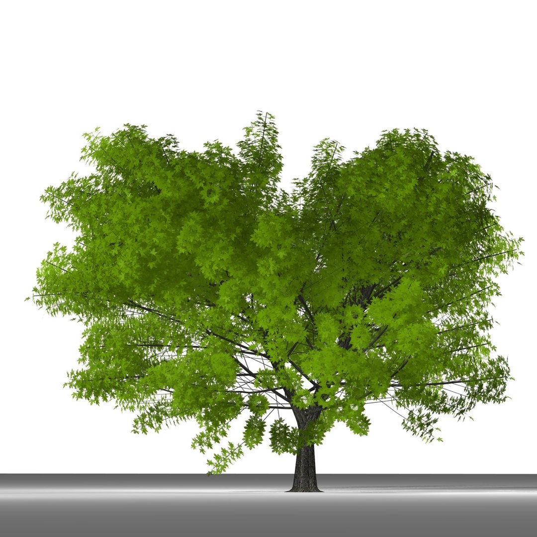 3d Model Plane Tree