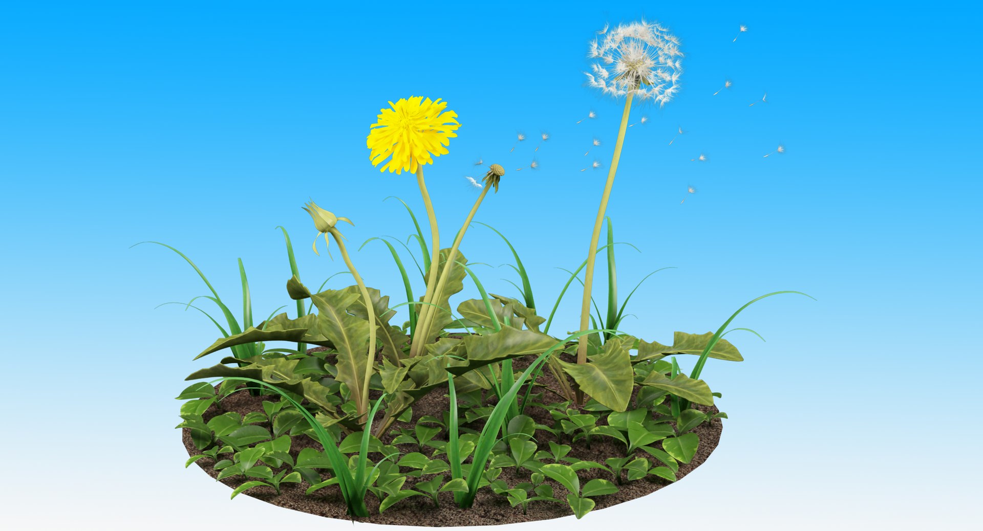 3D Dandelions Grass Model - TurboSquid 1190795