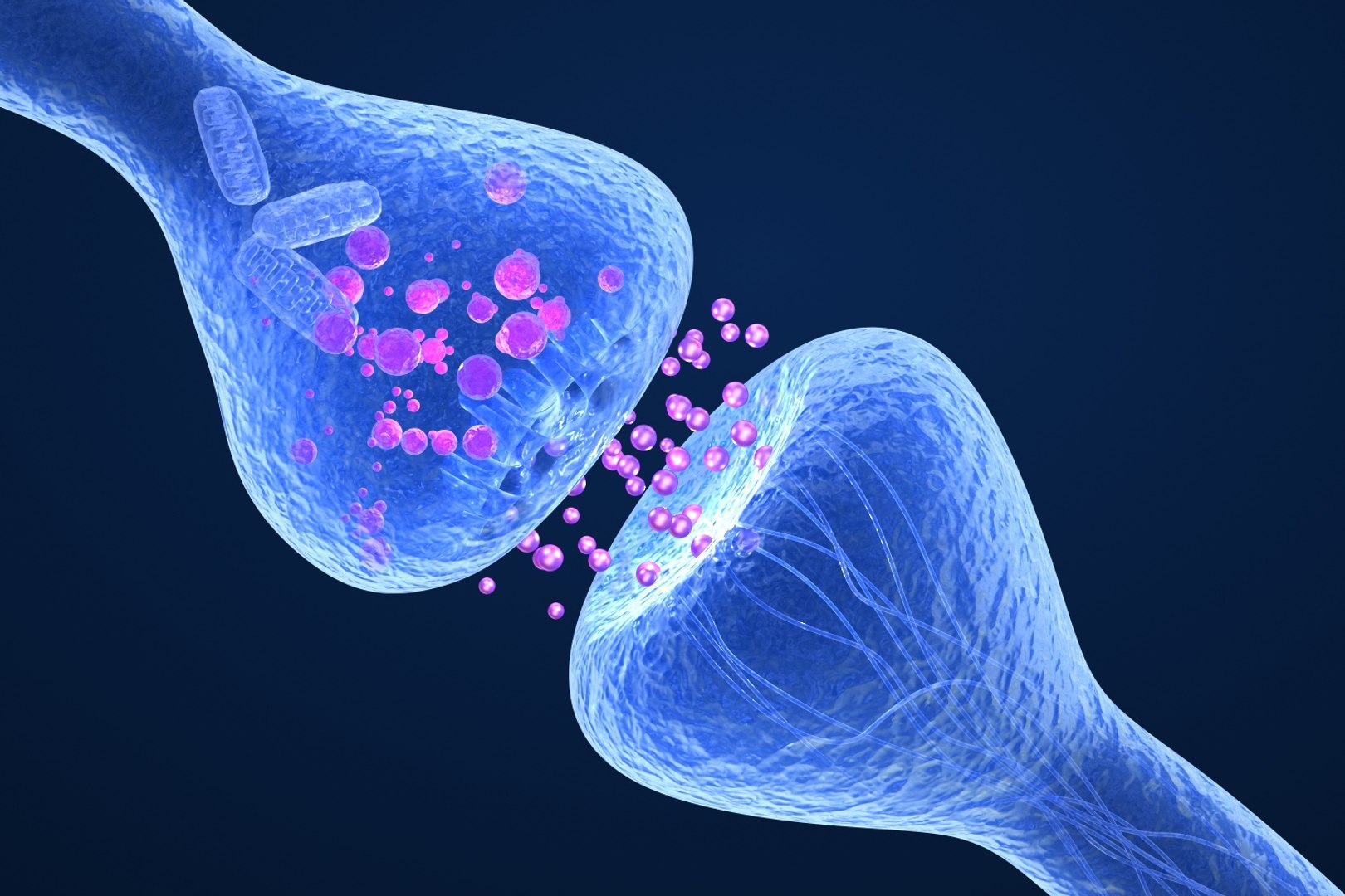 3d Max Active Receptor Human Brain