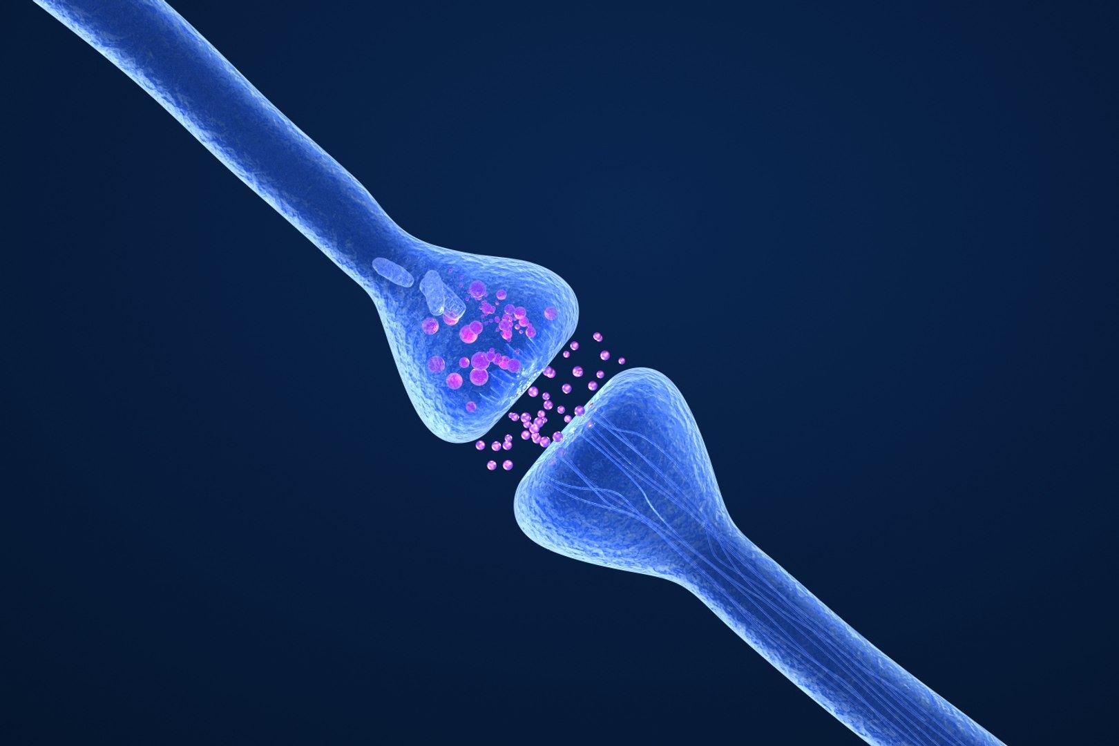 3d Max Active Receptor Human Brain