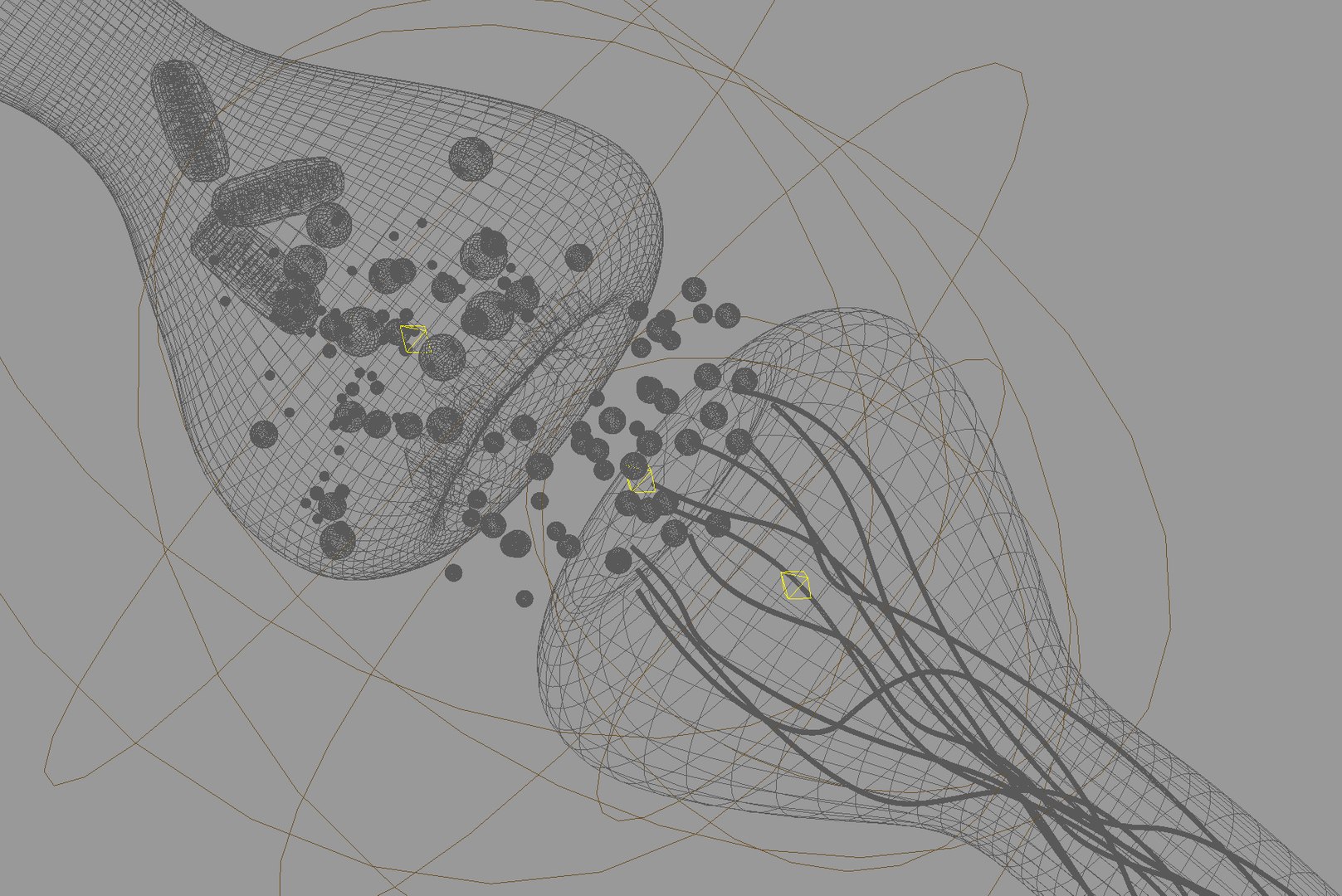 3d Max Active Receptor Human Brain