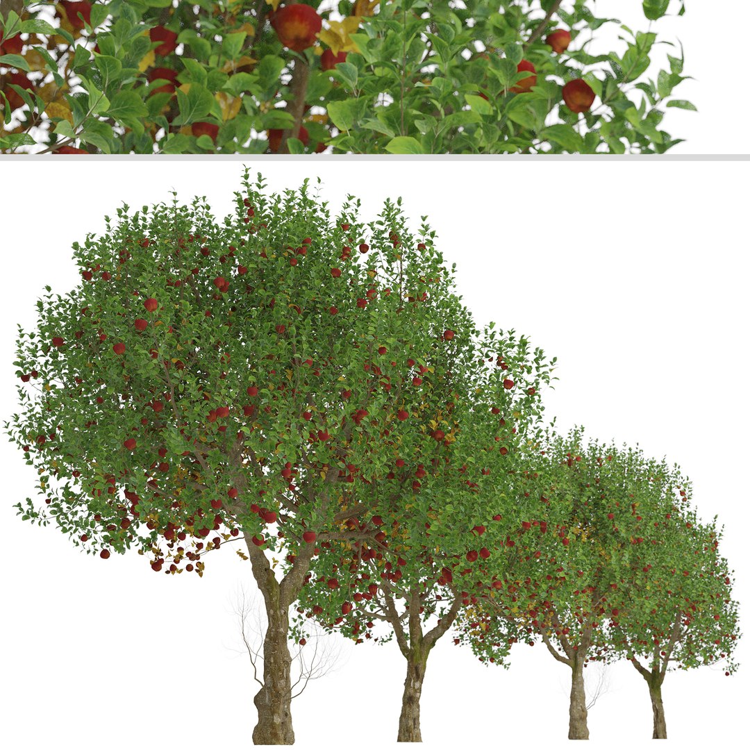 Set Of Apple Or Malus Domestica Tree - 2 Trees 3D - TurboSquid 2000165