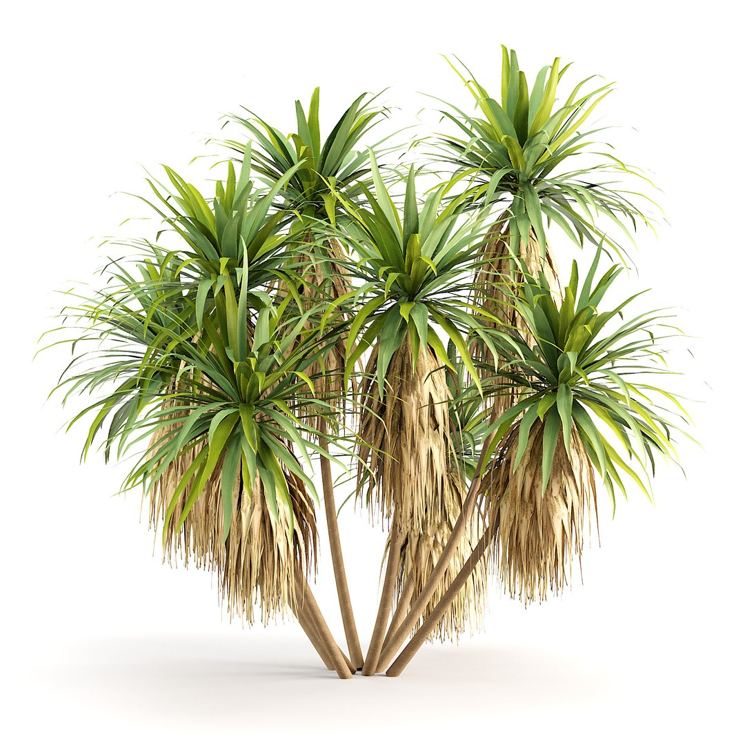 3D Realistic Mountain Cabbage Model - TurboSquid 2123822